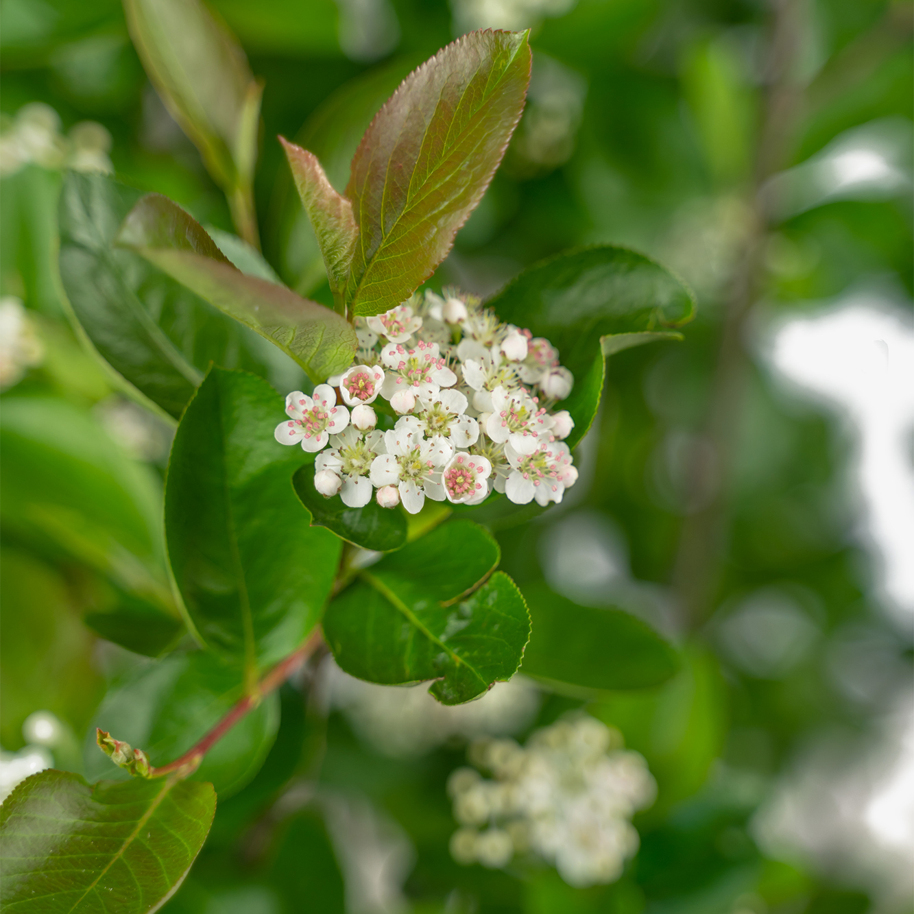 Buy Aronia Black Chokeberry | The Tree Center