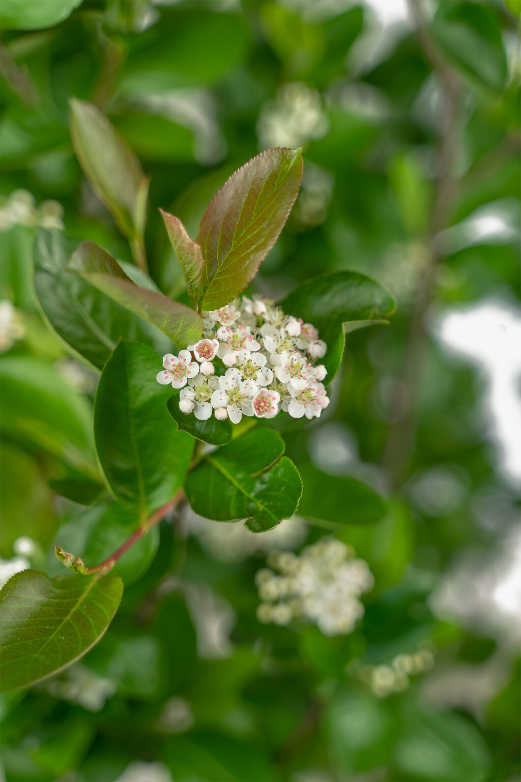 Buy Aronia Black Chokeberry | The Tree Center