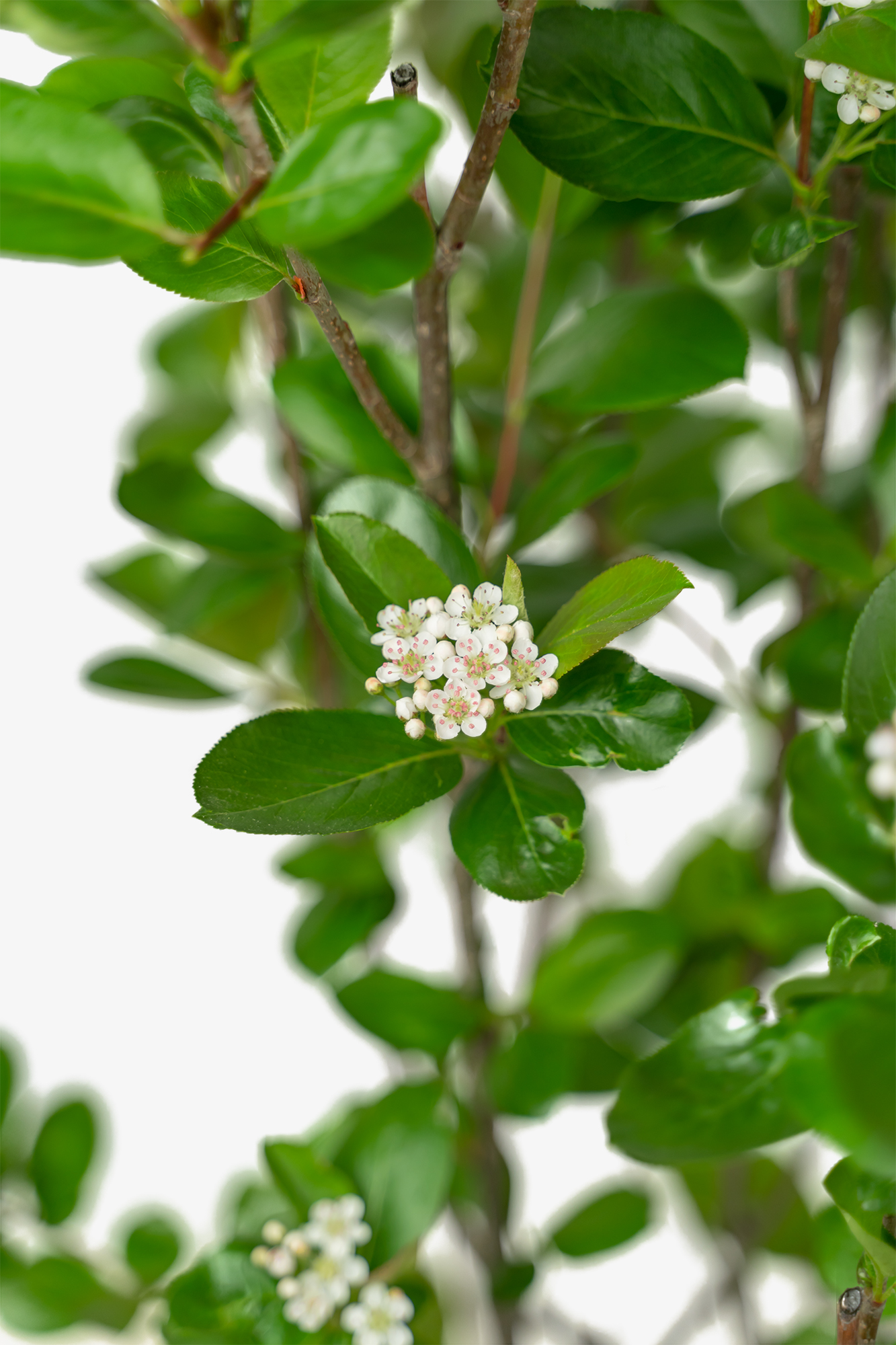 Buy Aronia Black Chokeberry | The Tree Center