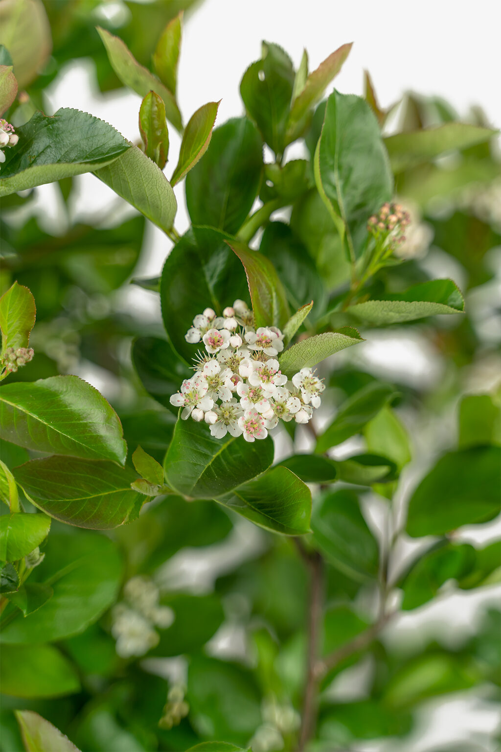Buy Aronia Black Chokeberry | The Tree Center