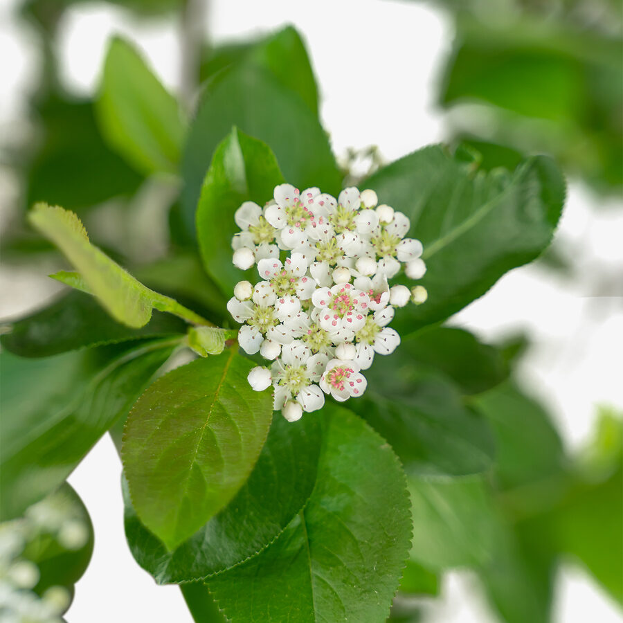 Buy Aronia Black Chokeberry | The Tree Center