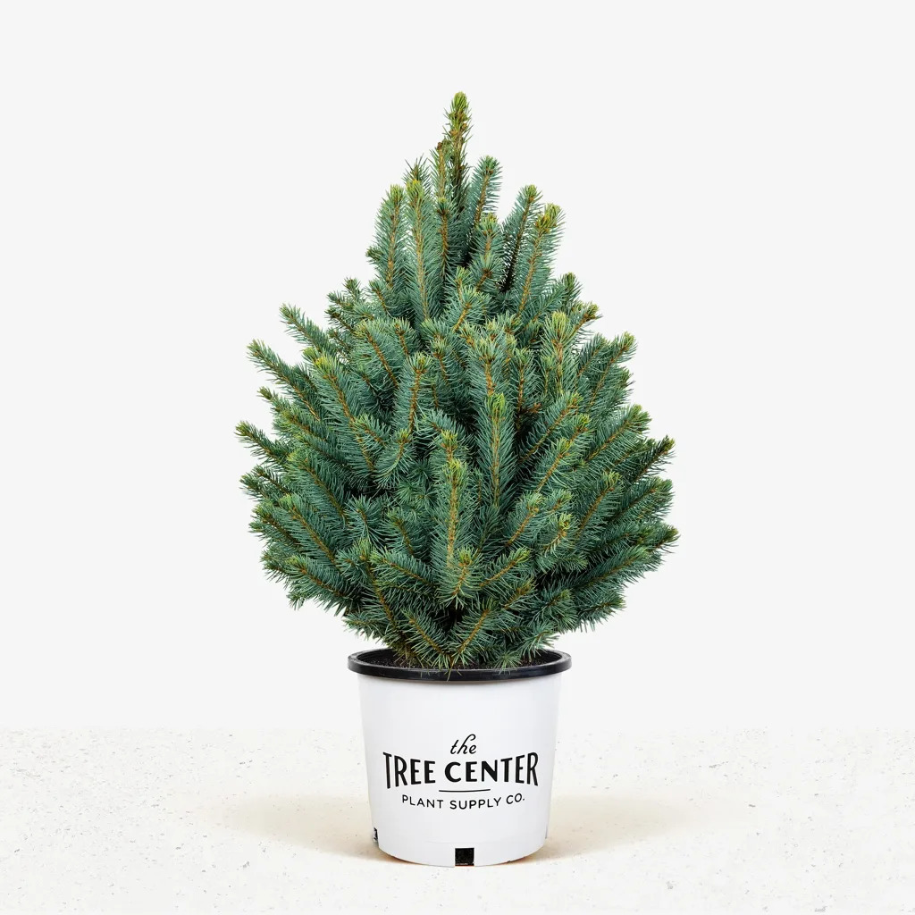 Buy Baby Blue Spruce Tree Online | Baby Blue Spruce Trees Delivered