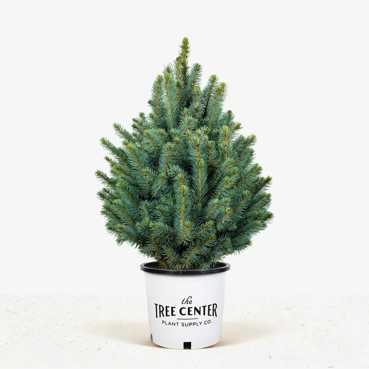 Buy Baby Blue Spruce Tree Online | Baby Blue Spruce Trees Delivered