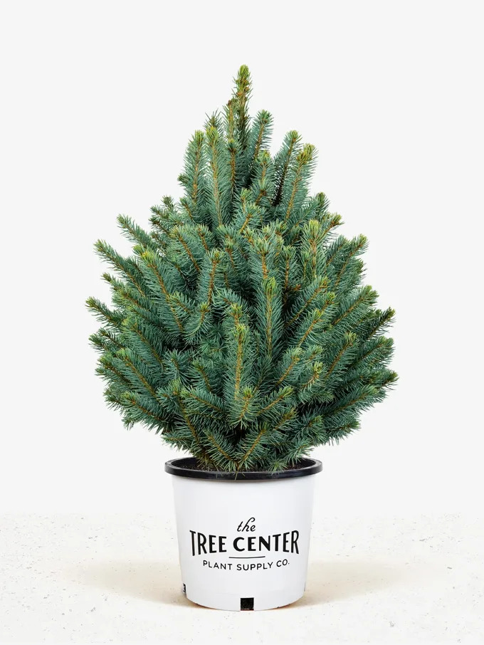 Pennsylvania Trees For Sale | The Tree Center™