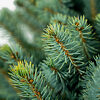 Buy Baby Blue Spruce Tree Online | Baby Blue Spruce Trees Delivered