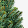 Buy Baby Blue Spruce Tree Online | Baby Blue Spruce Trees Delivered