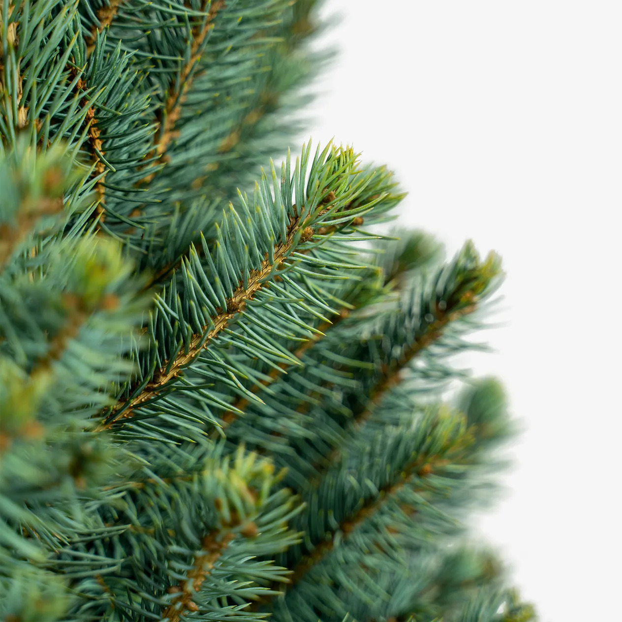 Buy Baby Blue Spruce Tree Online | Baby Blue Spruce Trees Delivered