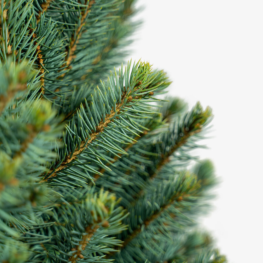 Buy Baby Blue Spruce Tree Online | Baby Blue Spruce Trees Delivered