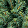 Buy Baby Blue Spruce Tree Online | Baby Blue Spruce Trees Delivered