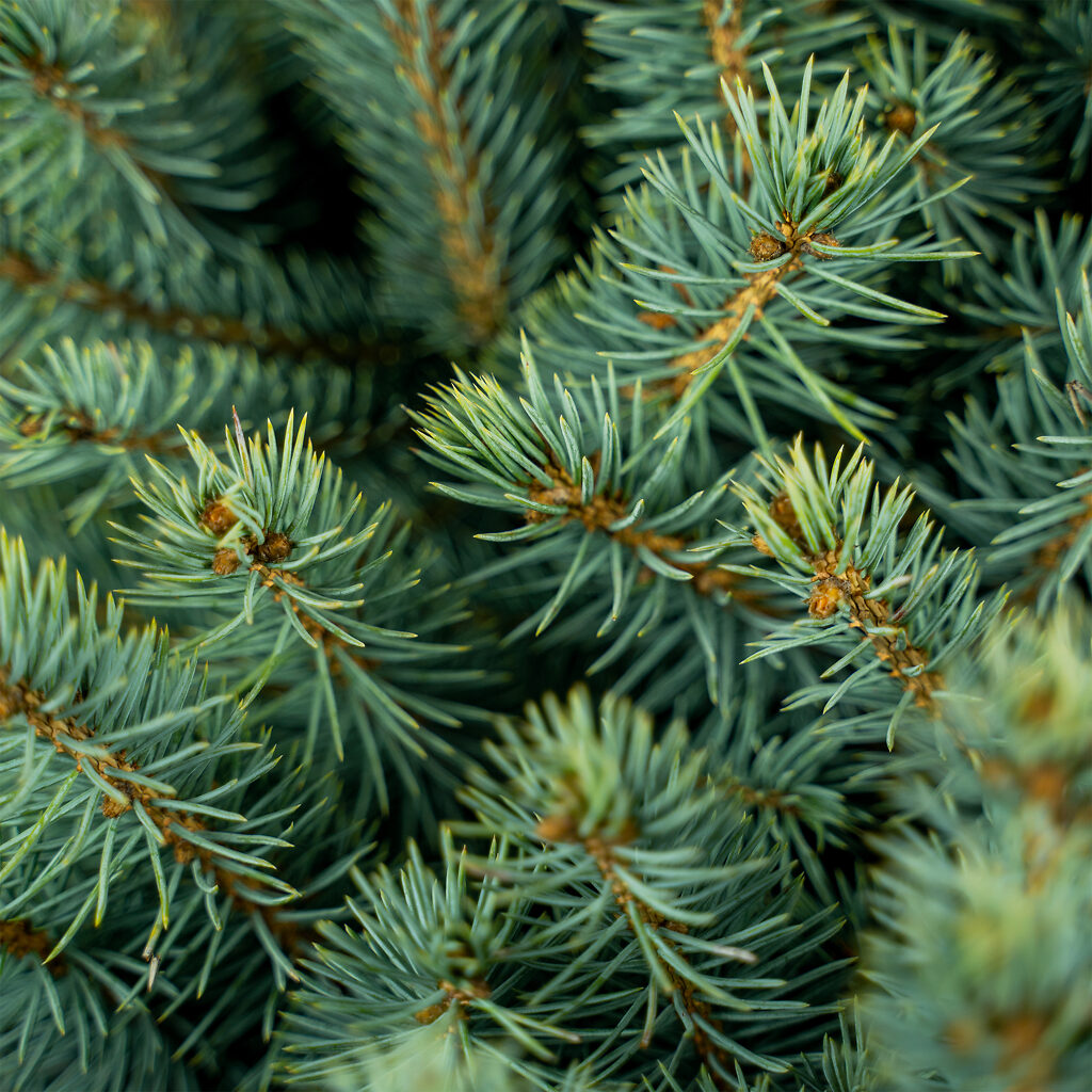 Buy Baby Blue Spruce Tree Online | Baby Blue Spruce Trees Delivered