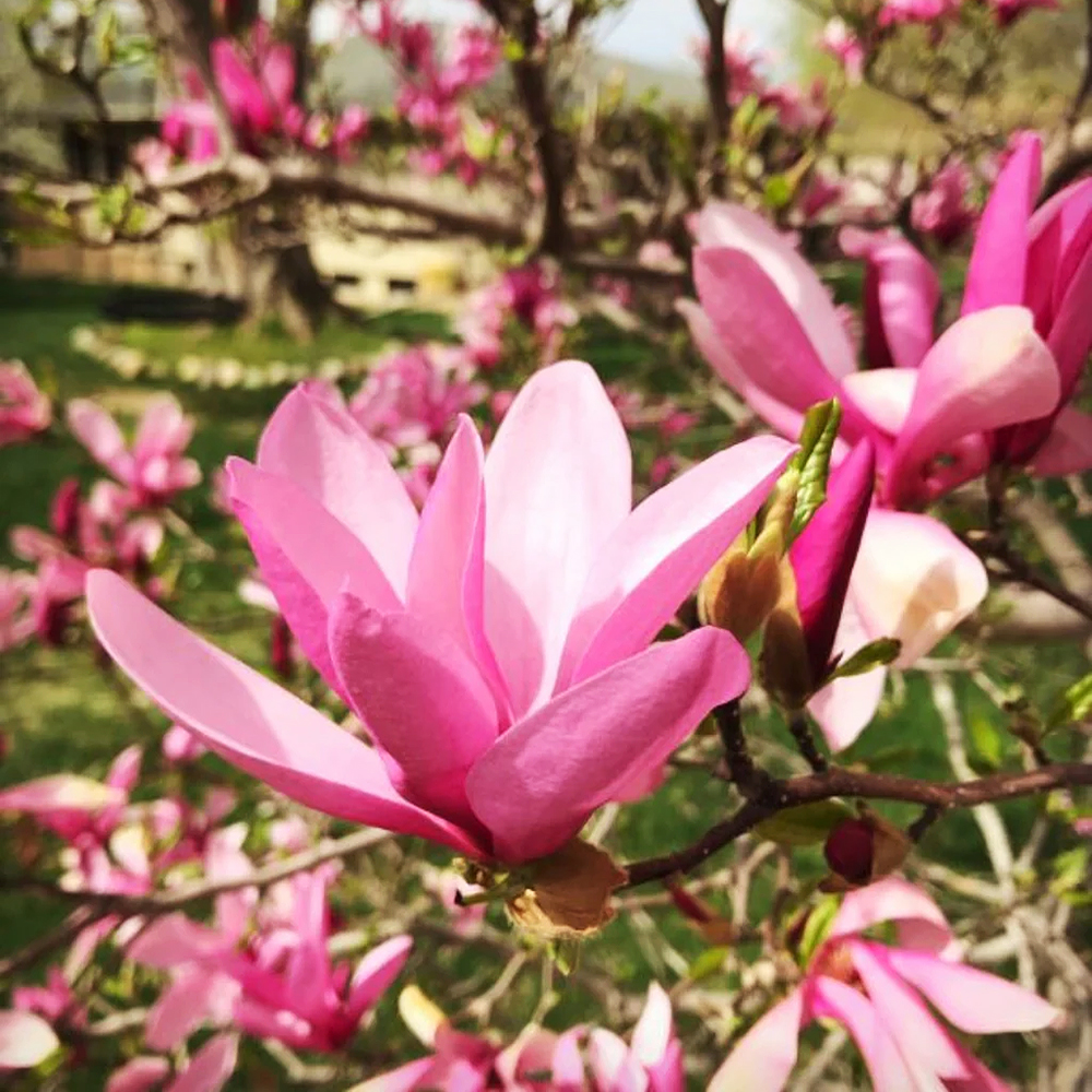 Betty Hybrid Magnolia For Sale | The Tree Center