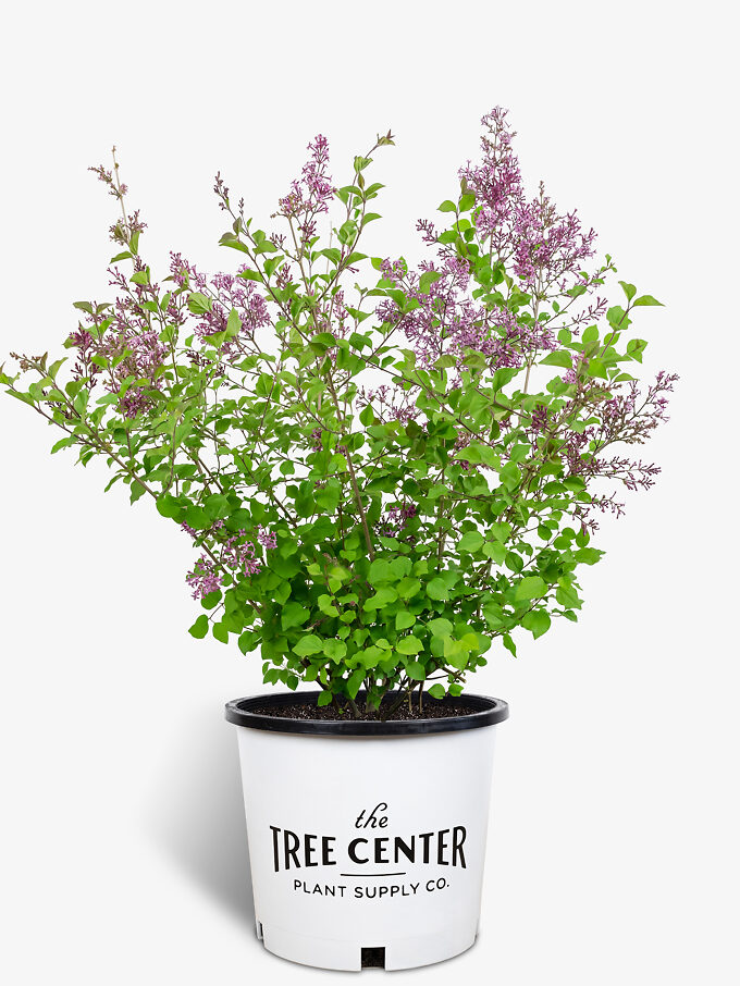 Miss Kim Lilac For Sale Online | The Tree Center