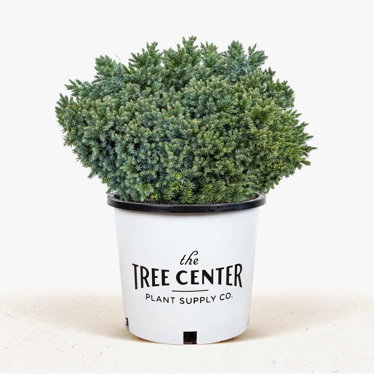 Blue Star Juniper Shrub For Sale Online | The Tree Center