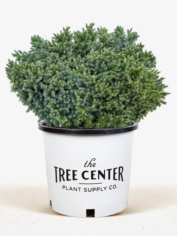 Dwarf Trees To Grow In Containers and Pots | The Tree Center™