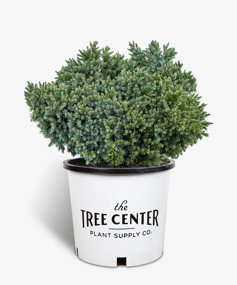 Blue Star Juniper Shrub For Sale Online | The Tree Center