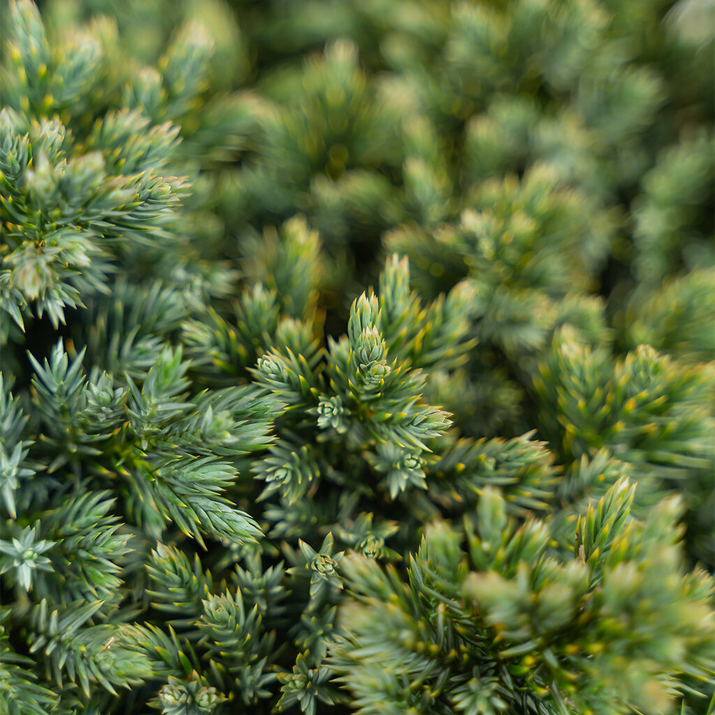 Blue Star Juniper Shrub For Sale Online | The Tree Center