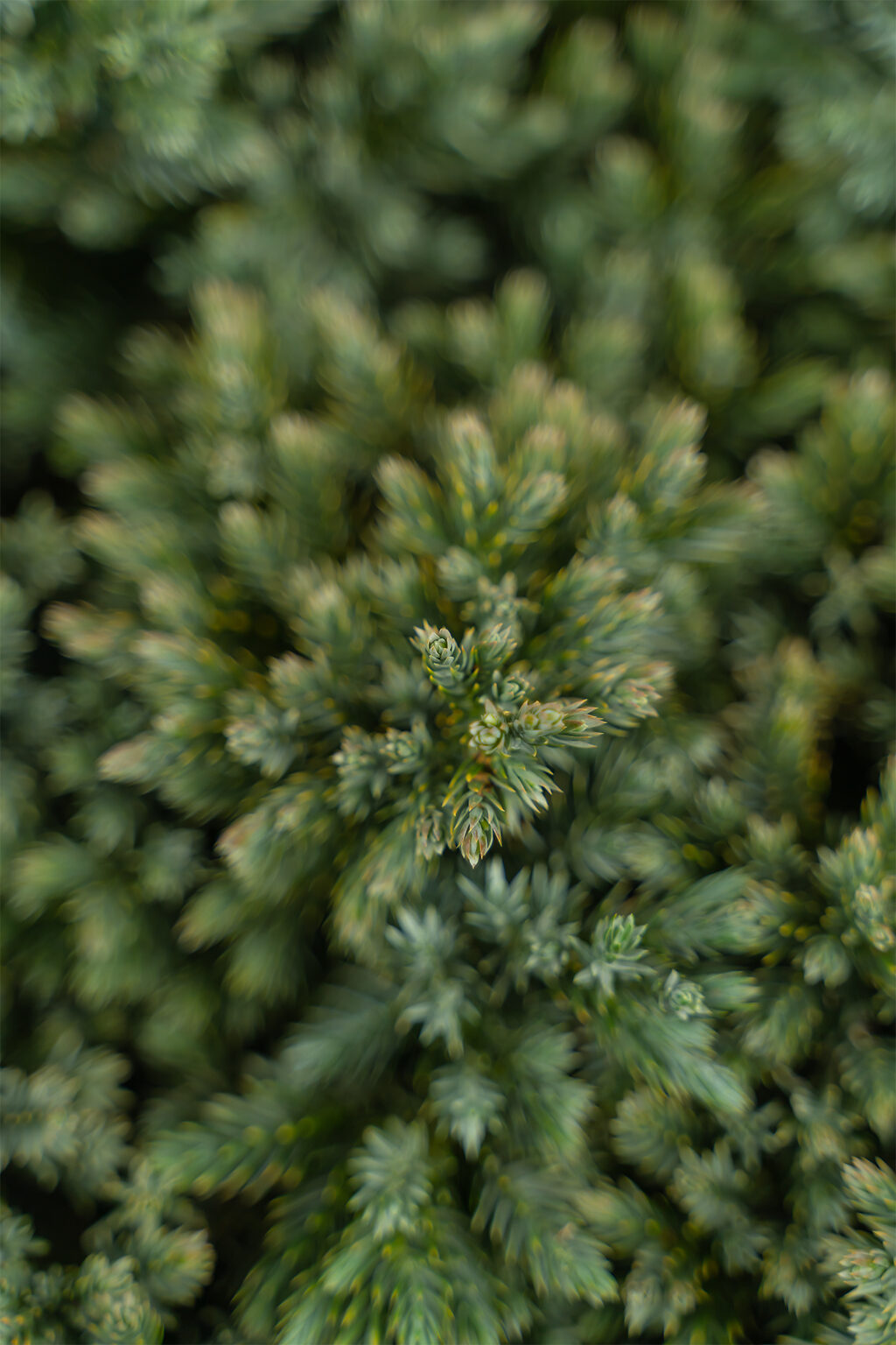 Blue Star Juniper Shrub For Sale Online | The Tree Center