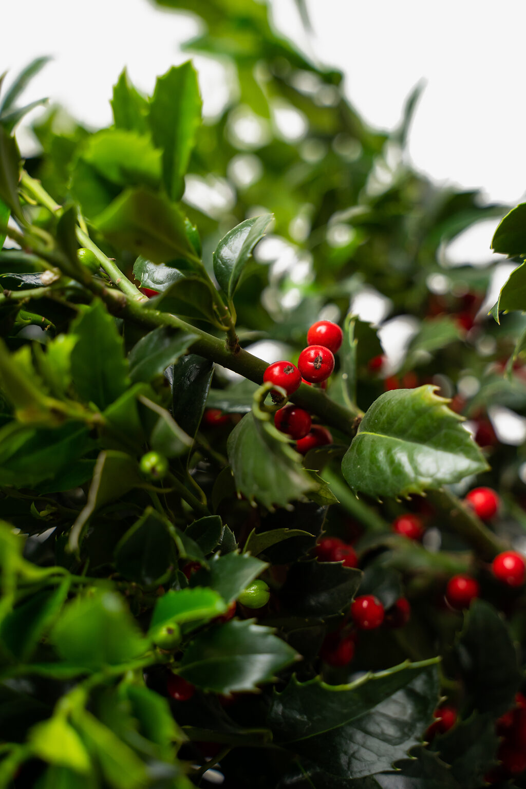 Castle Spire Blue Holly "Heckenfee" For Sale | The Tree Center
