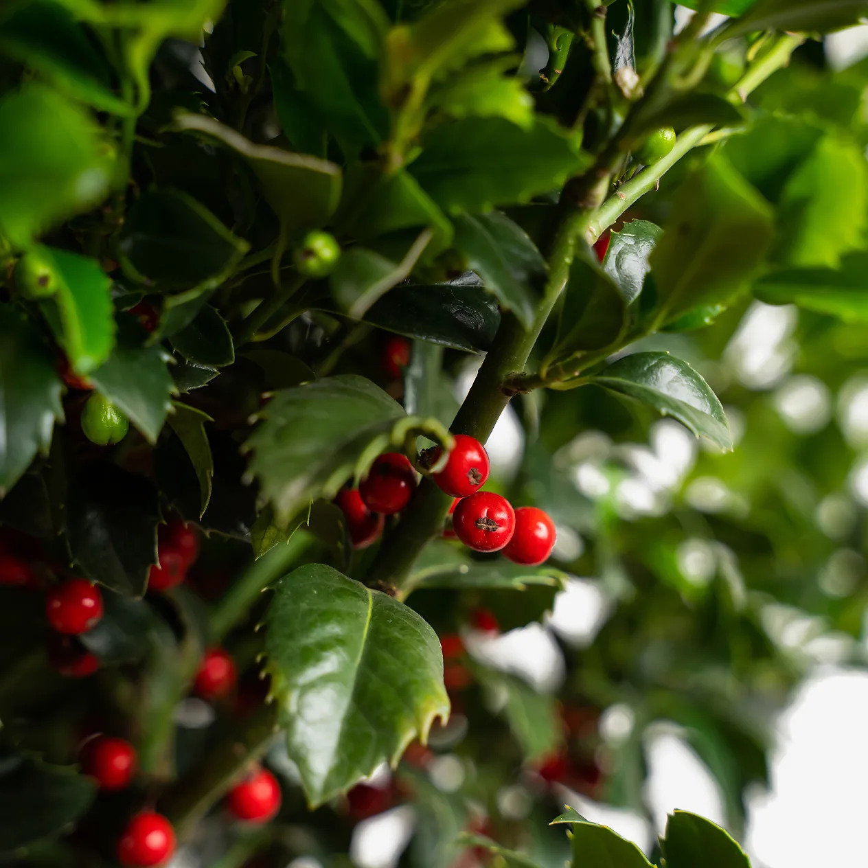Castle Spire Blue Holly "Hachfee" For Sale | The Tree Center