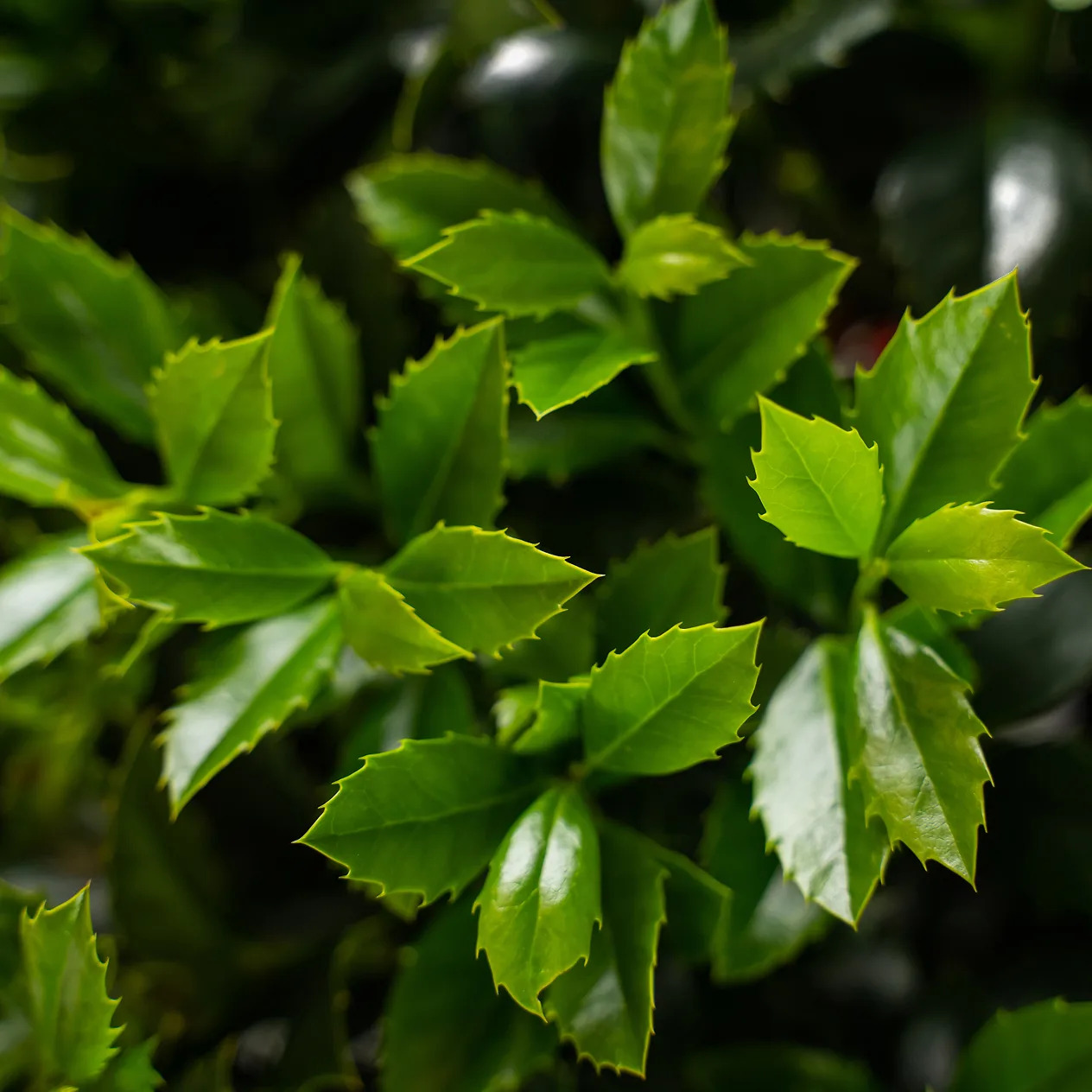 Castle Spire Blue Holly "Hachfee" For Sale | The Tree Center