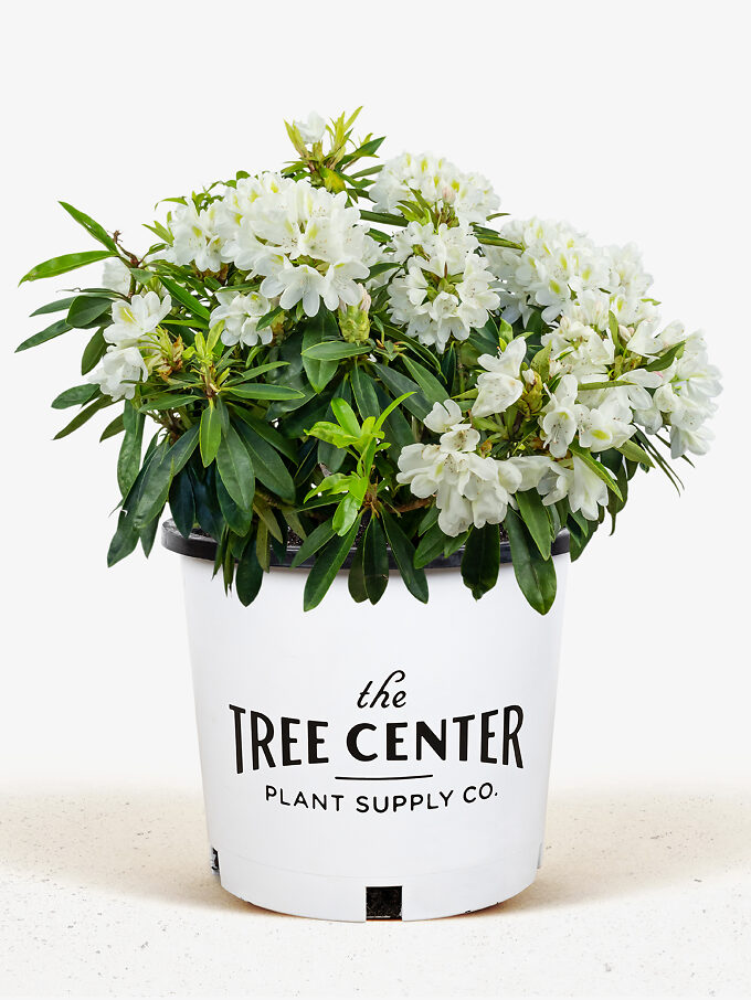 Yellow Rhododendron For Sale | The Tree Center