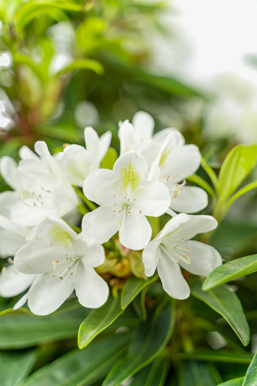 Lemon Ice Rhododendron Chionoides For Sale Online | The Tree Center