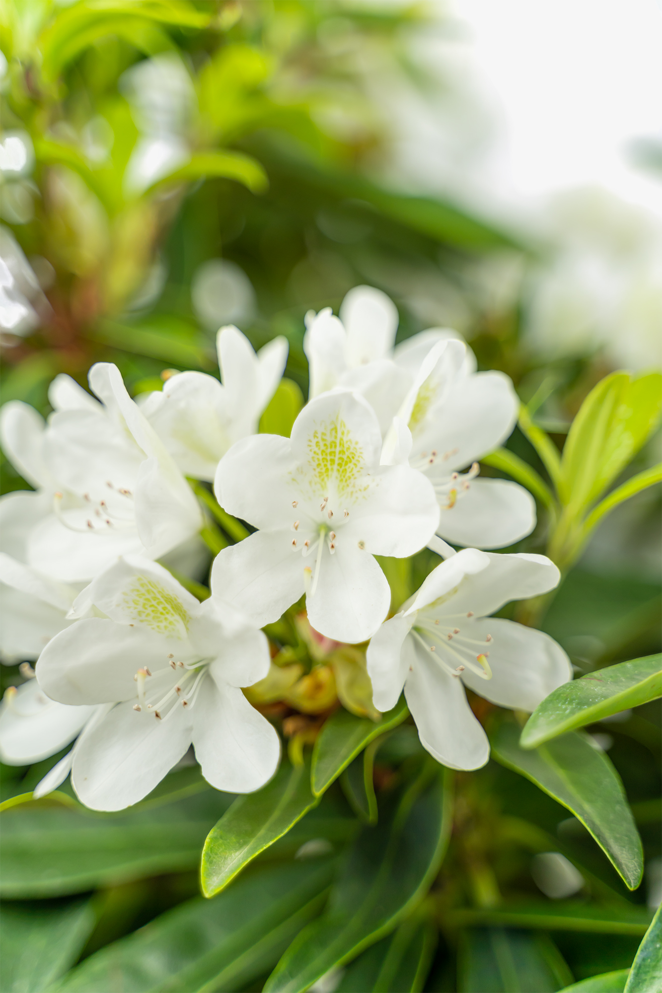 Lemon Ice Rhododendron Chionoides For Sale Online | The Tree Center