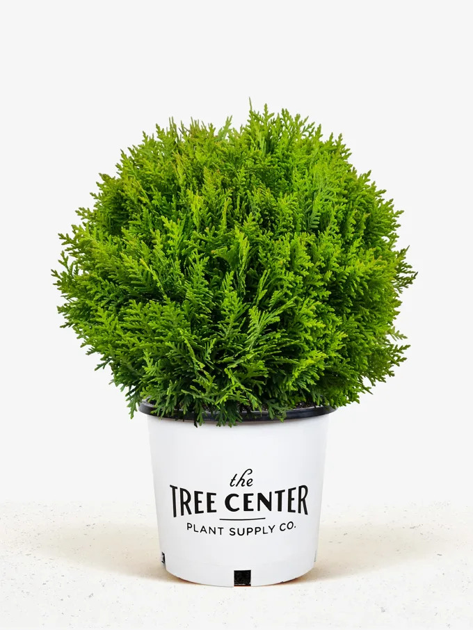 Golden Globe Arborvitae For Sale Online | The Tree Center