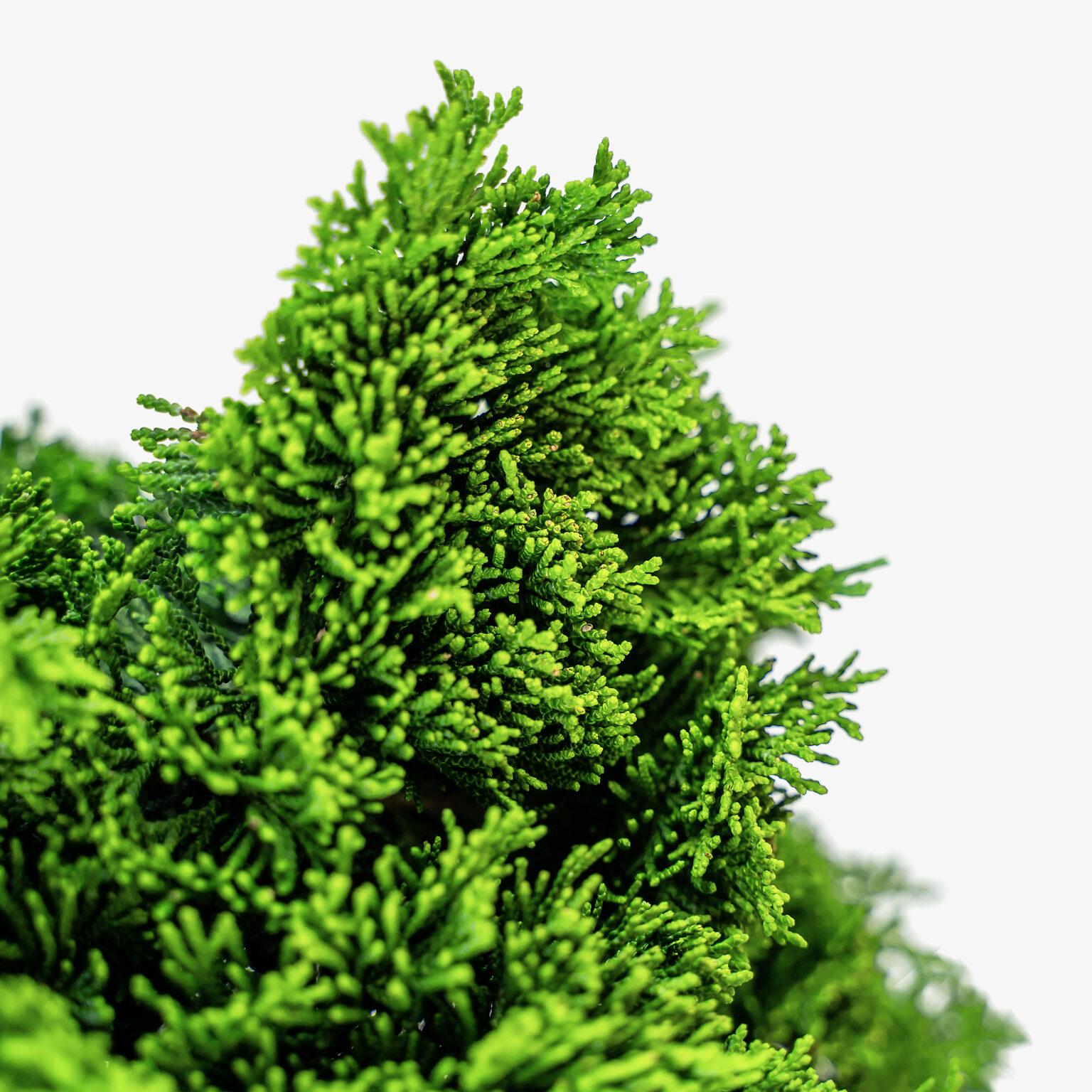 Dwarf Hinoki Cypress Tree For Sale Online | The Tree Center