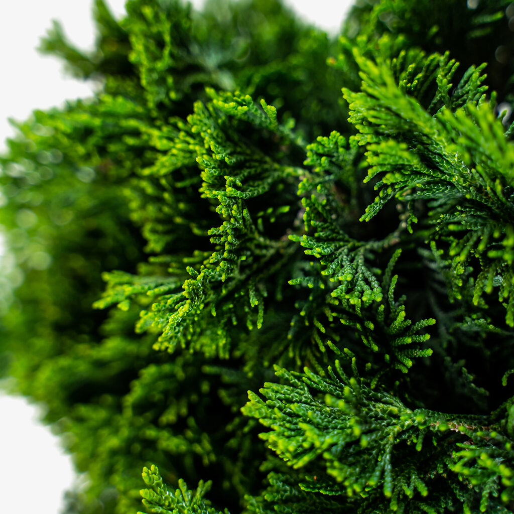 Dwarf Hinoki Cypress Tree For Sale Online | The Tree Center