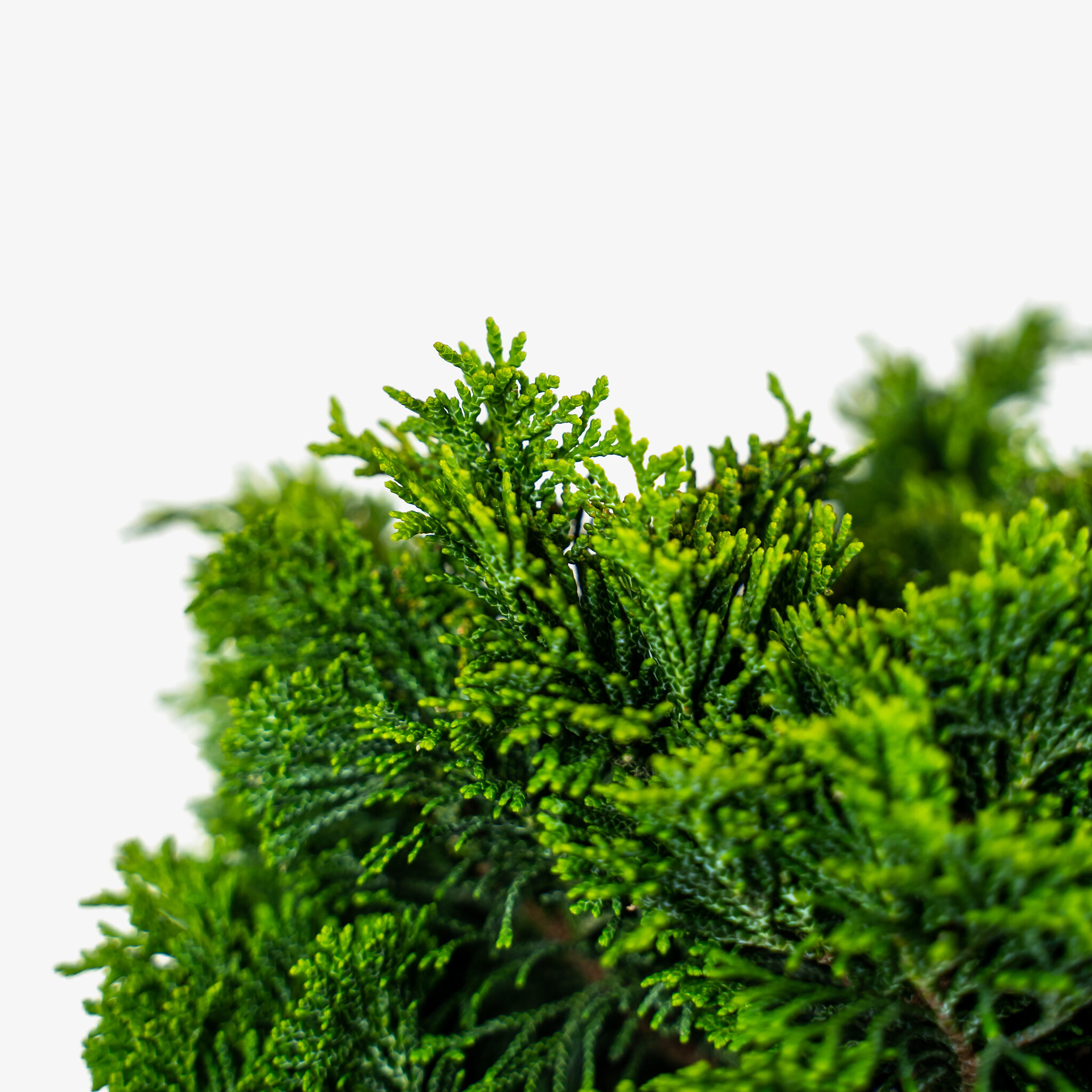 Dwarf Hinoki Cypress Tree For Sale Online | The Tree Center