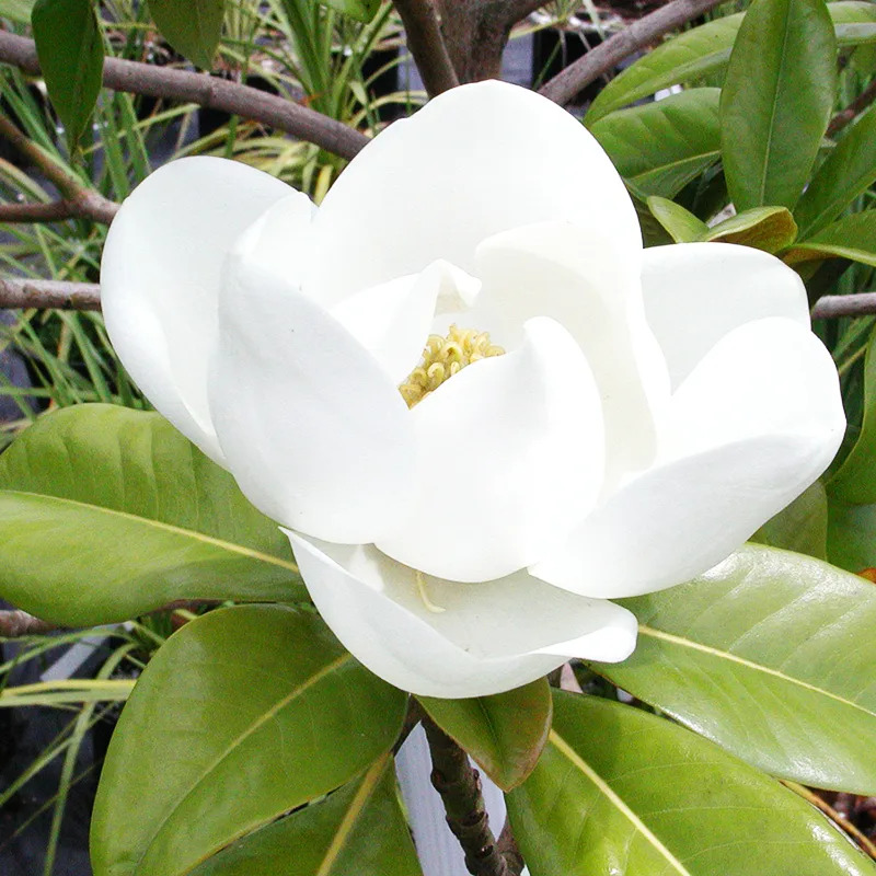 Southern Magnolia "Edith Bogue" For Sale Online | The Tree Center
