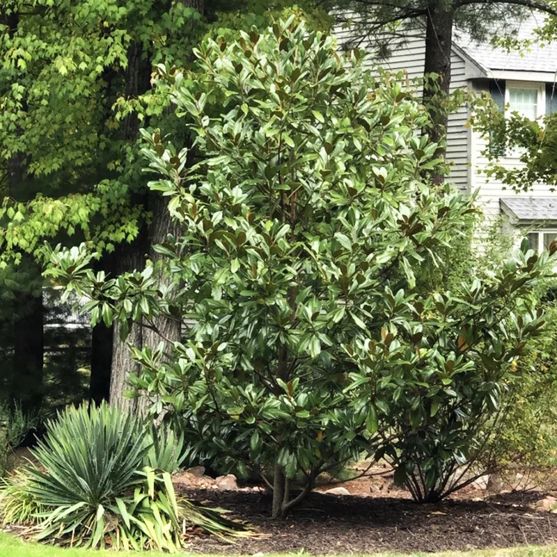 Southern Magnolia "Edith Bogue" For Sale Online | The Tree Center