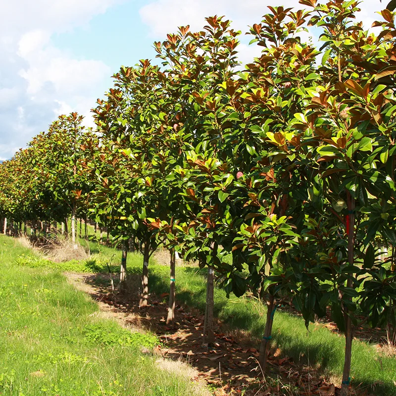 Southern Magnolia "Edith Bogue" For Sale Online | The Tree Center