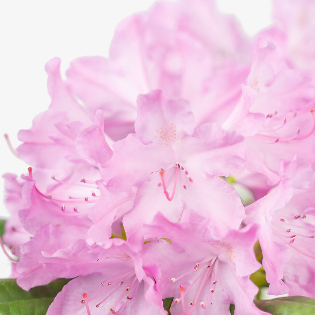 Pink Rhododendron 'English Roseum' For Sale | The Tree Center