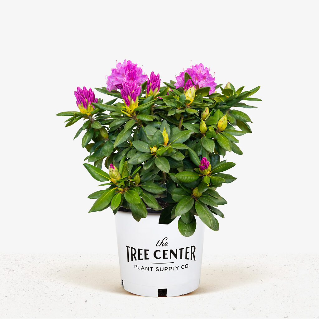 Pink Rhododendron 'English Roseum' For Sale | The Tree Center