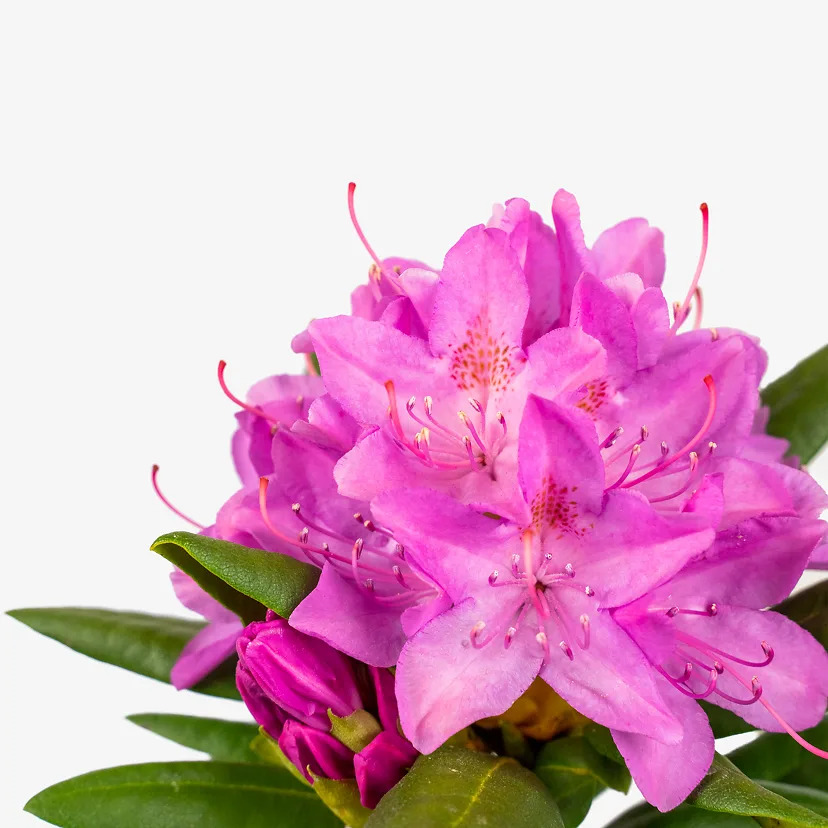 Pink Rhododendron 'English Roseum' For Sale | The Tree Center