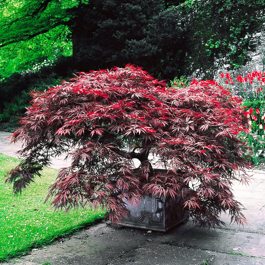 Garnet Japanese Maple For Sale Online | The Tree Center