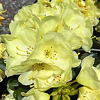 Yellow Rhododendron For Sale | The Tree Center