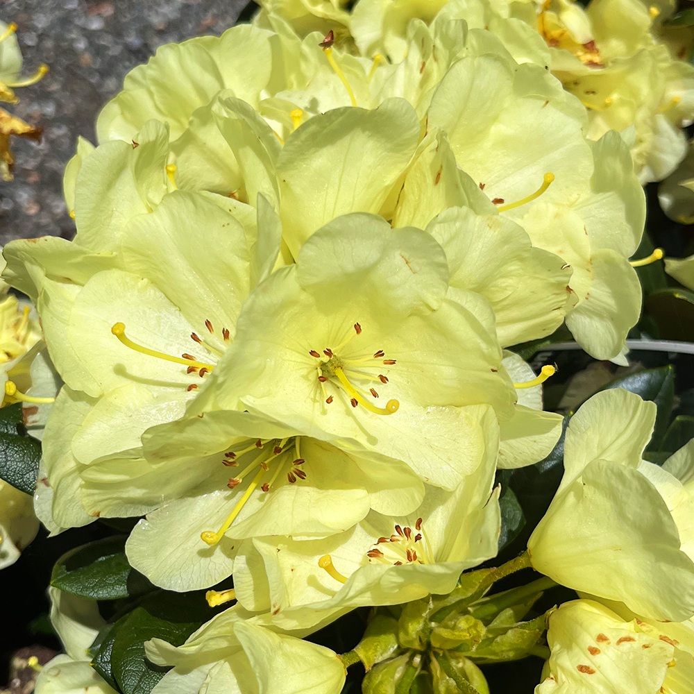 Yellow Rhododendron For Sale | The Tree Center