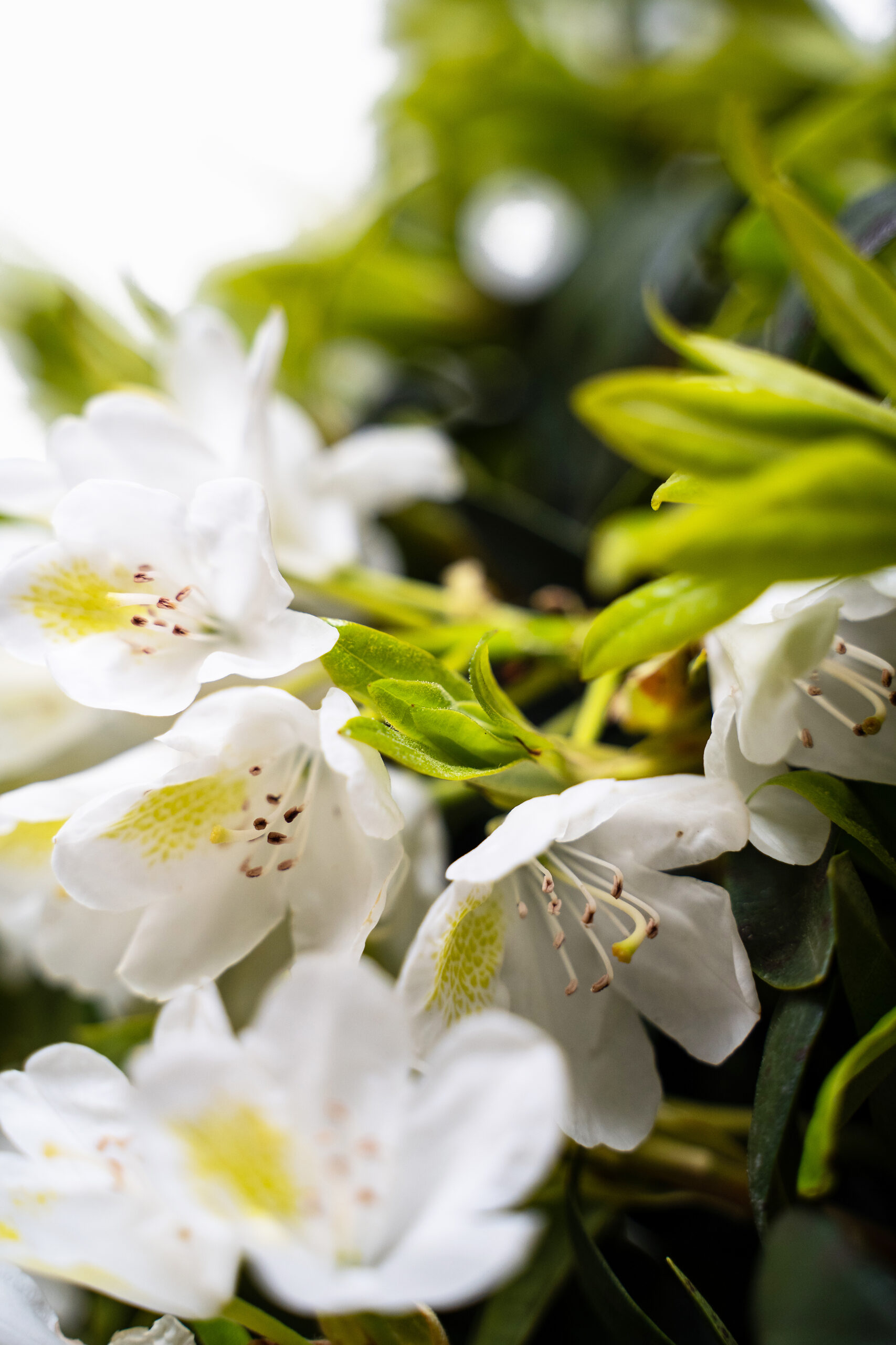 Lemon Ice Rhododendron Chionoides For Sale Online | The Tree Center