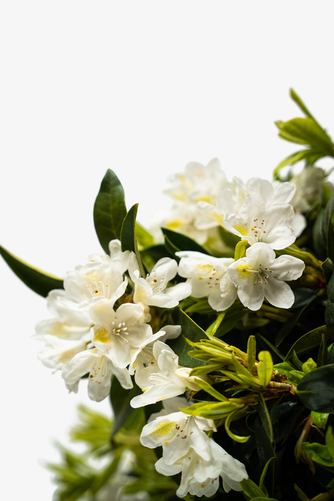 Lemon Ice Rhododendron Chionoides For Sale Online | The Tree Center