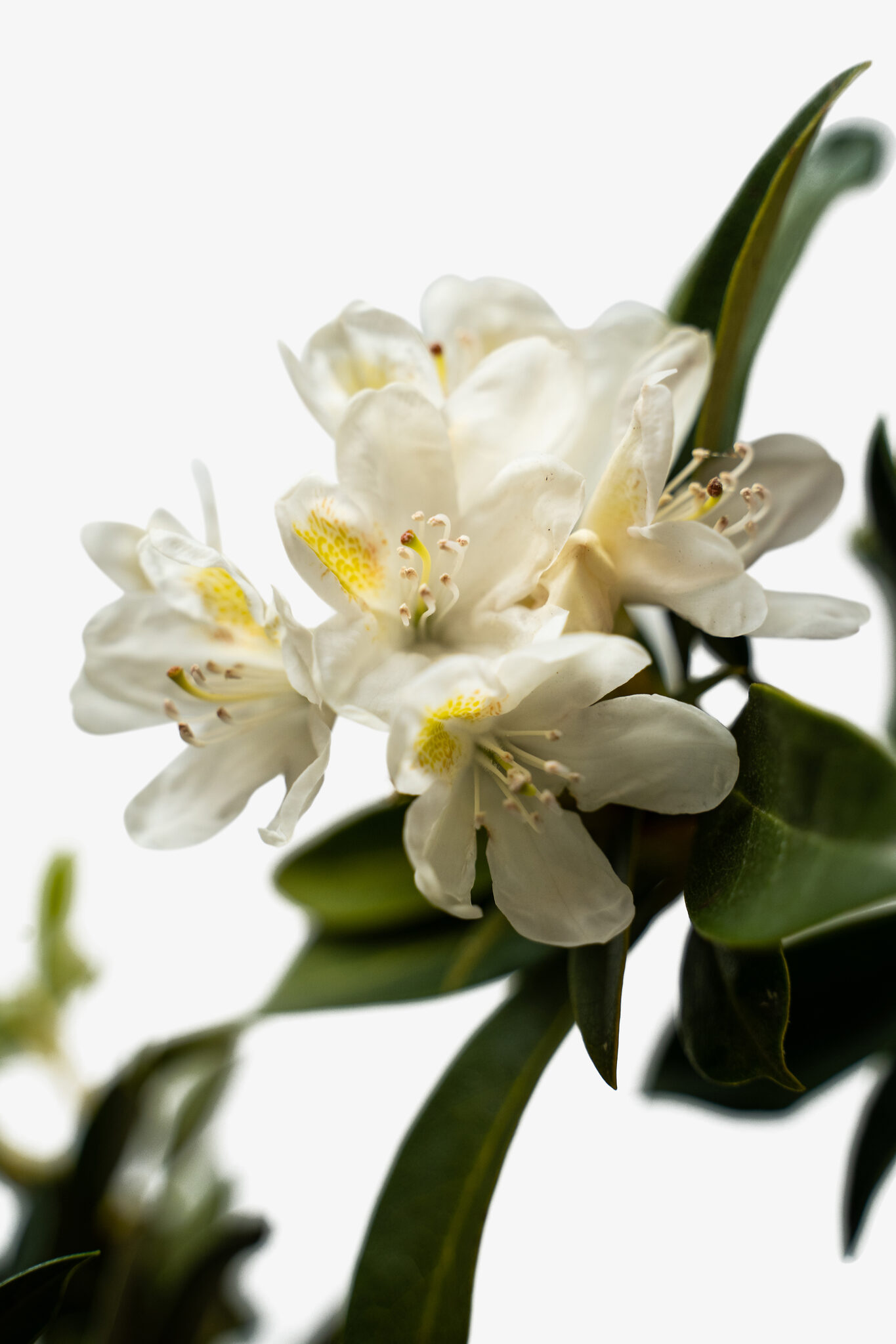 Lemon Ice Rhododendron Chionoides For Sale Online | The Tree Center