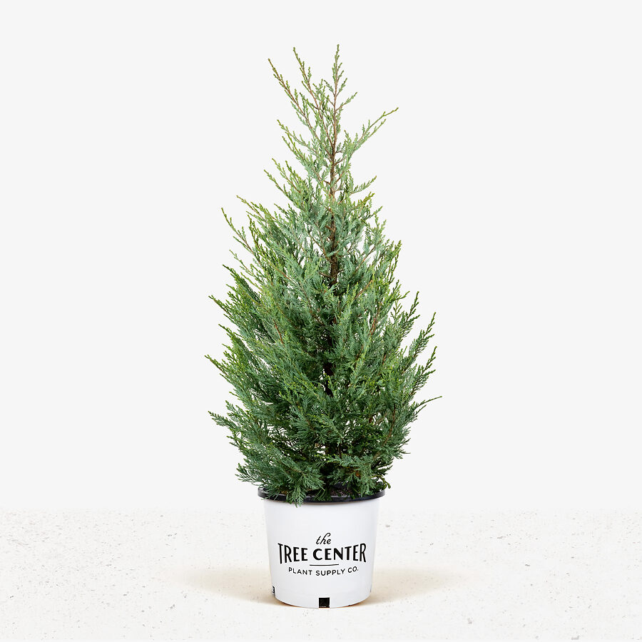 Moonglow Juniper For Sale Online | The Tree Center