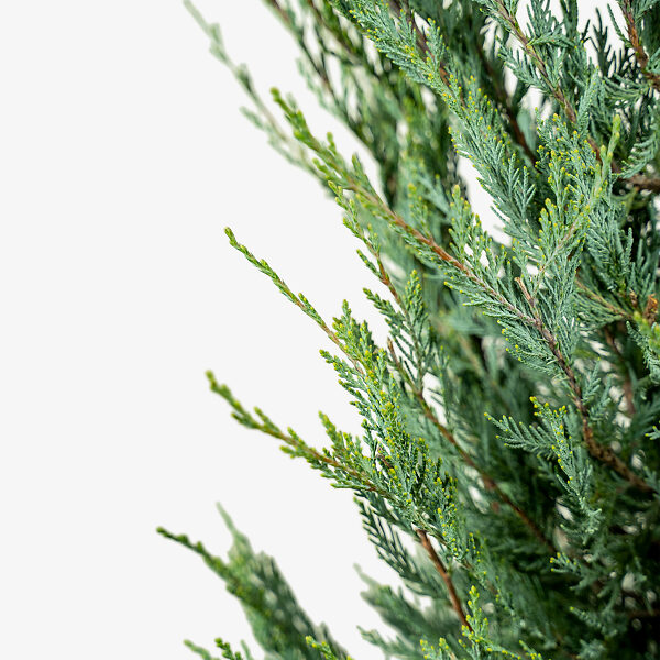 Moonglow Juniper For Sale Online | The Tree Center