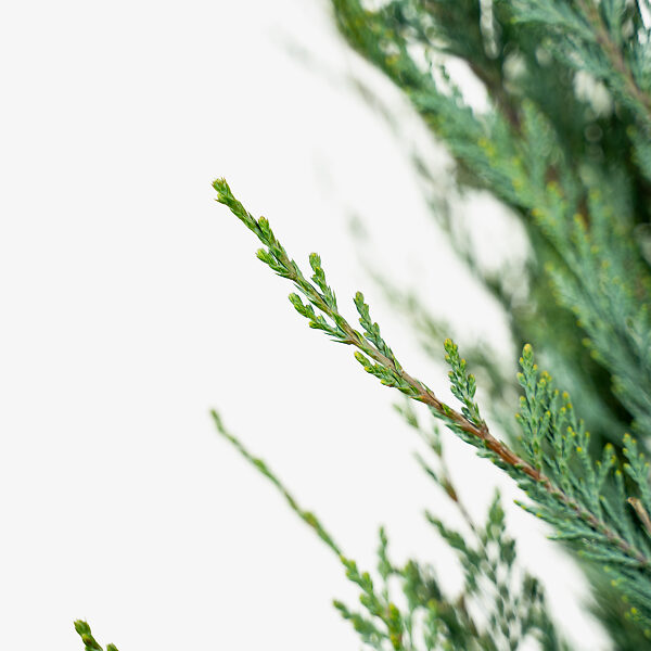 Moonglow Juniper For Sale Online | The Tree Center