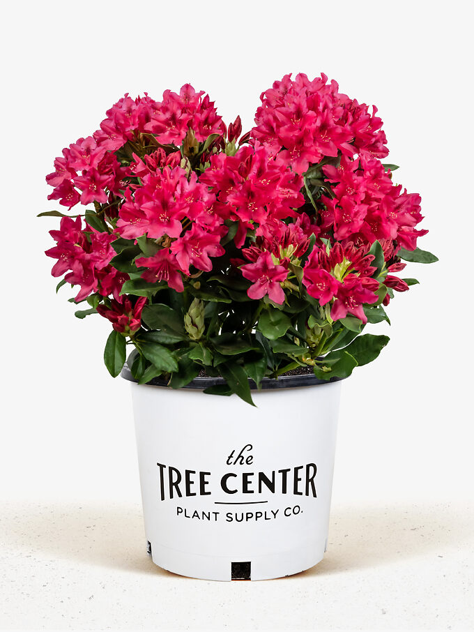 Yellow Rhododendron For Sale | The Tree Center