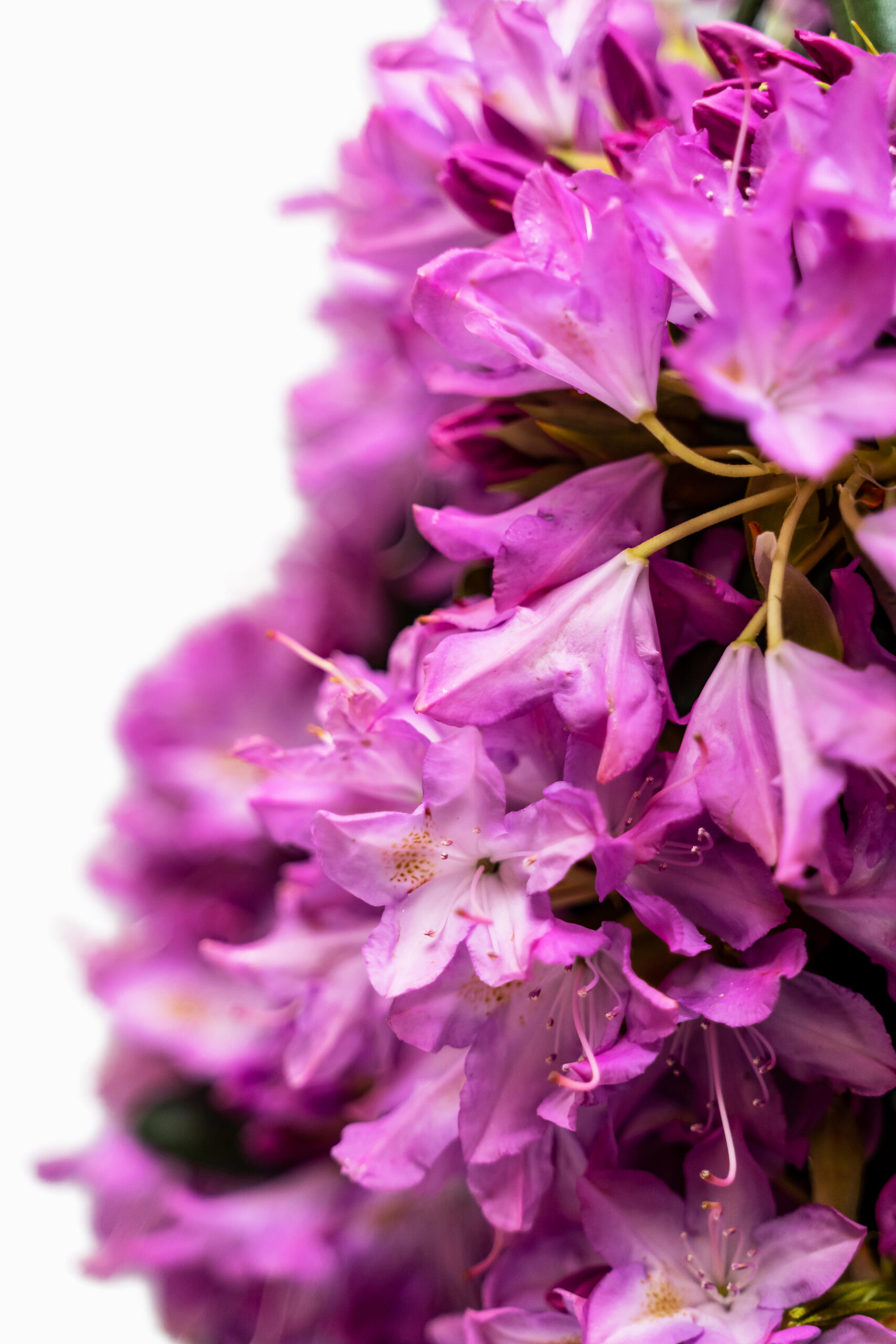 Pink Rhododendron 'English Roseum' For Sale | The Tree Center