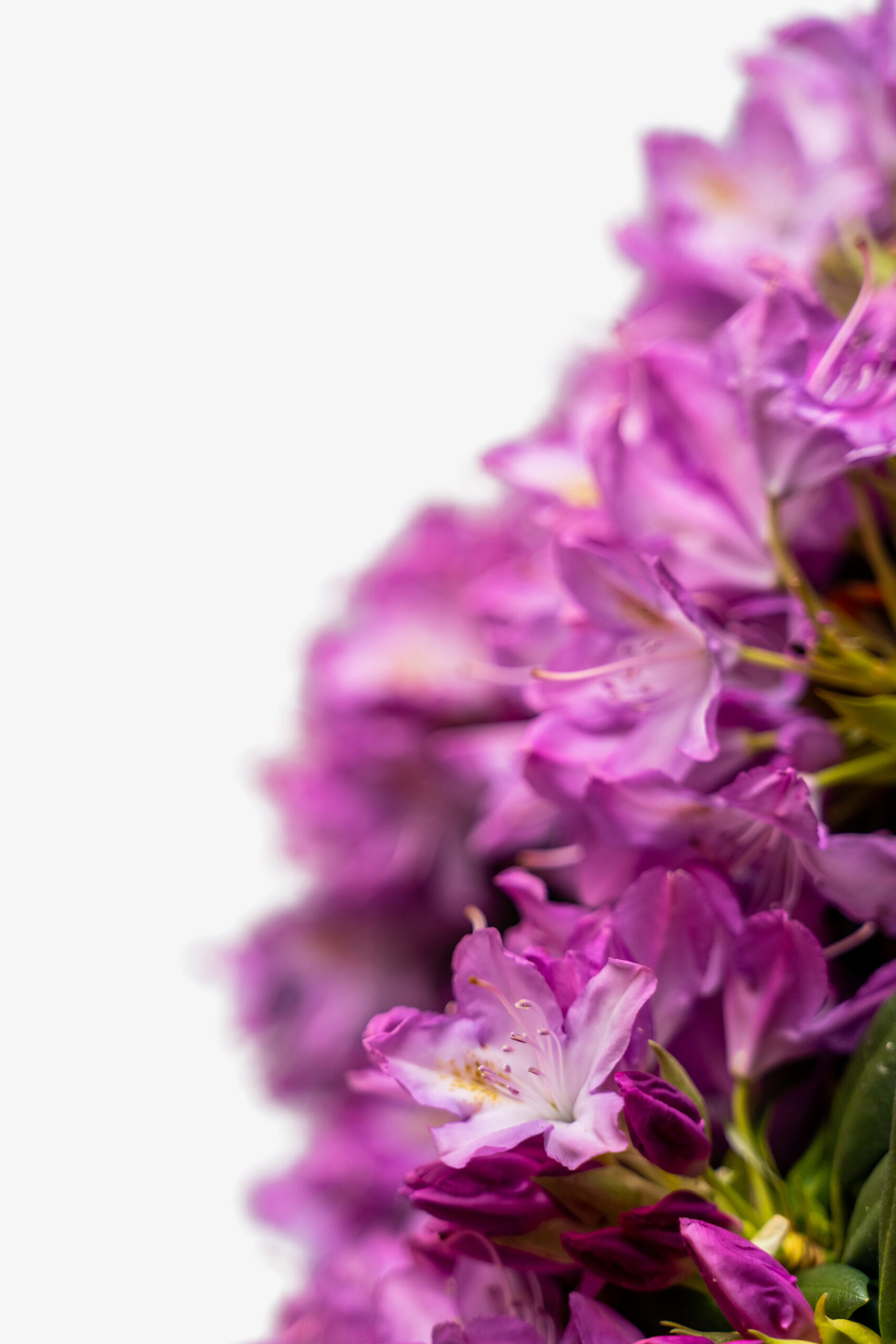 Pink Rhododendron 'English Roseum' For Sale | The Tree Center