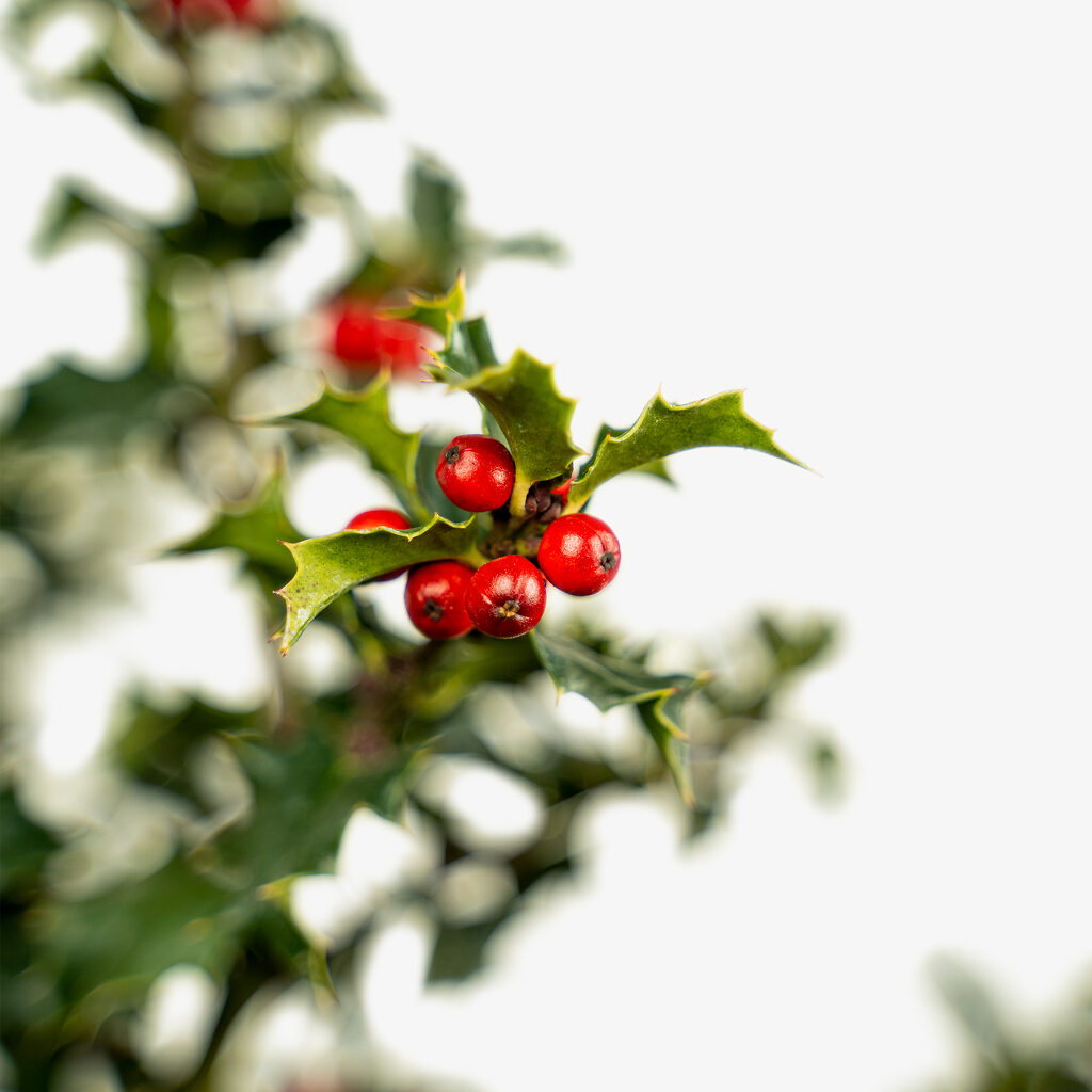 Red Beauty Holly For Sale Online | The Tree Center